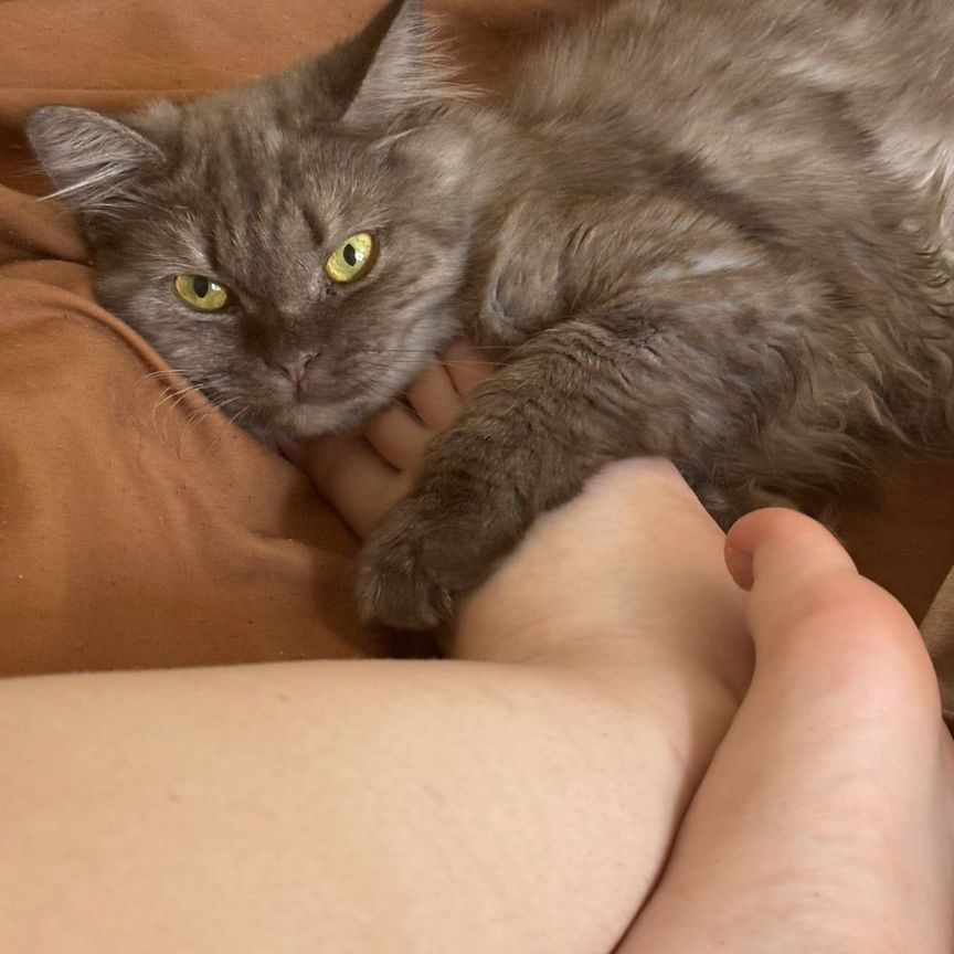 Коты майкуны