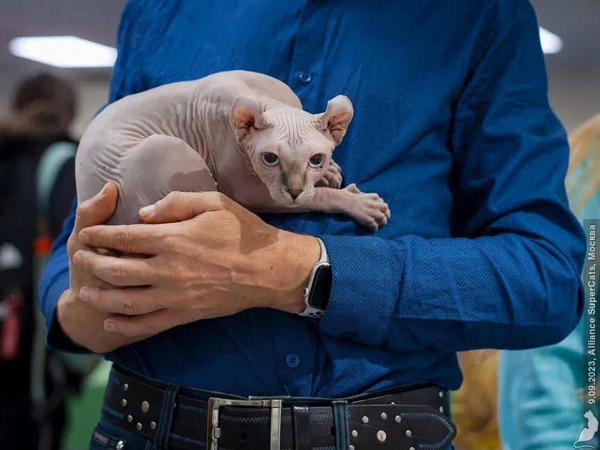 Кошечка эльф