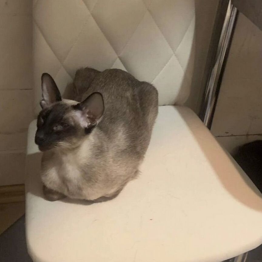 Ориентальная кошка с котенком