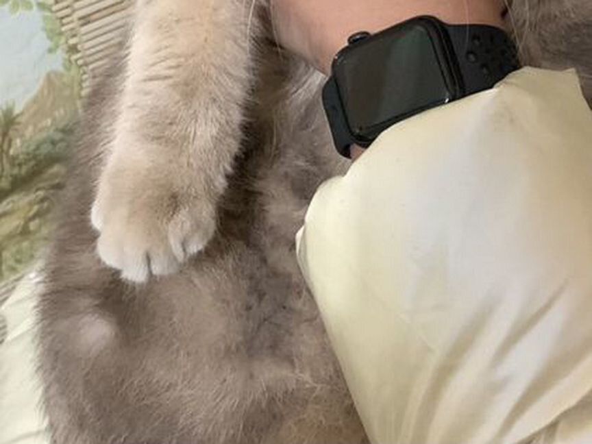 Вязка с прямоухим шотландцем