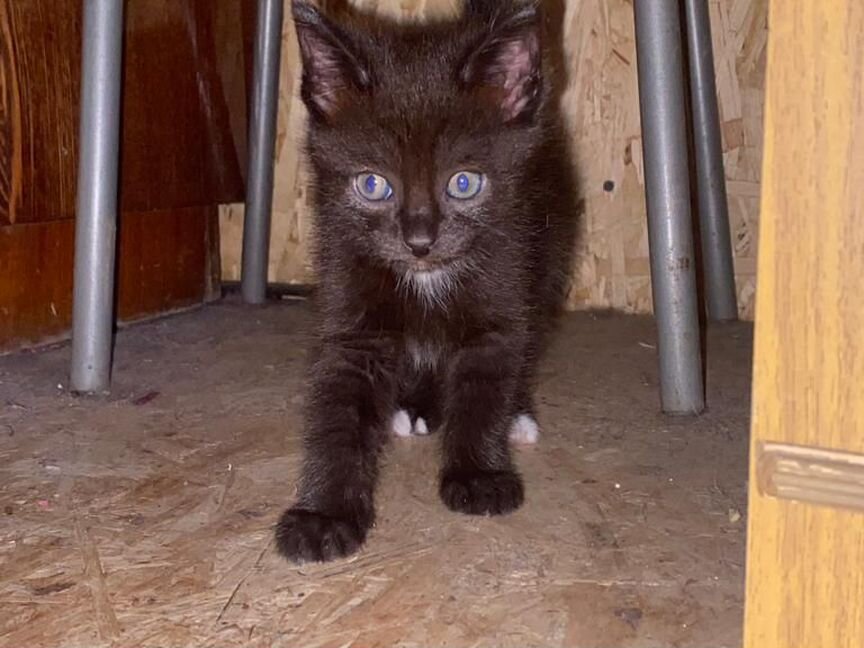 Кошка мама раздает котят