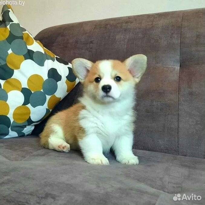 Детки вельш корги пемрок