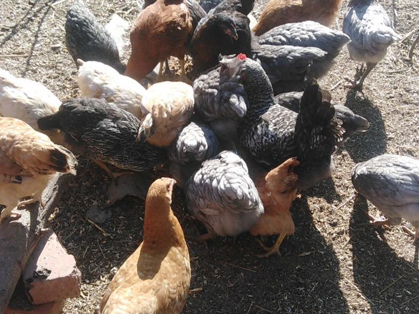 Курочки подрощенные доминант