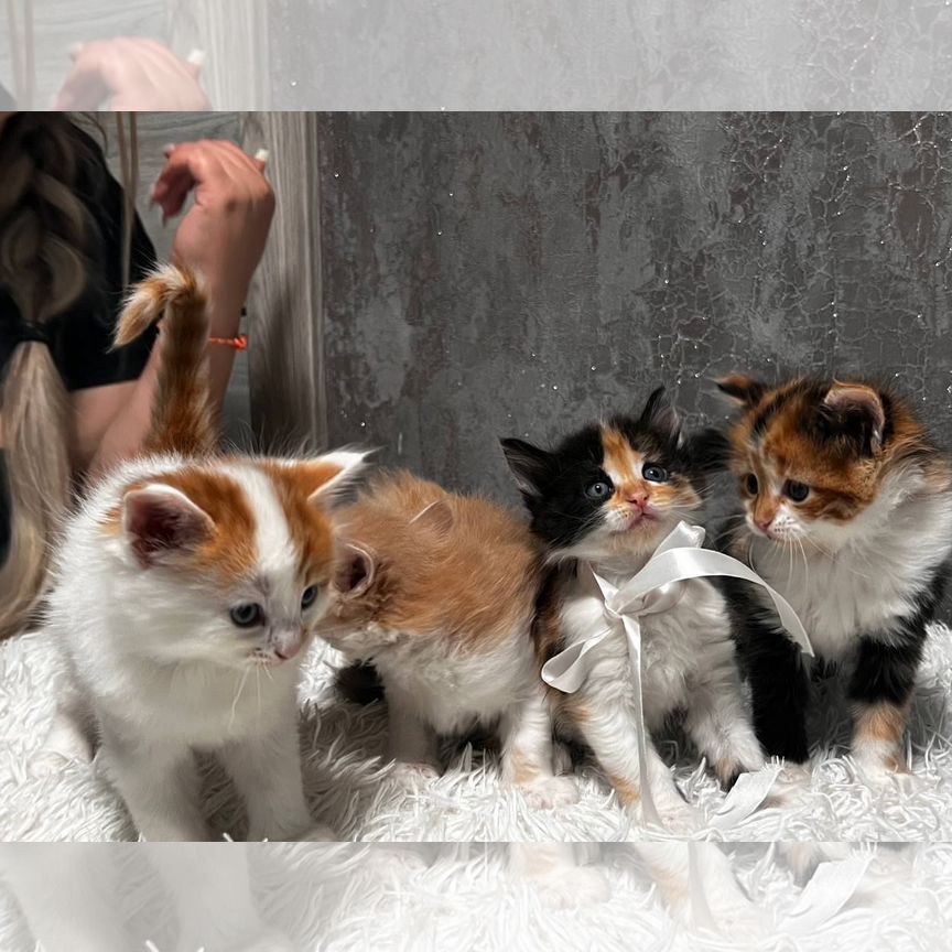 Домашние животные котята бесплатно