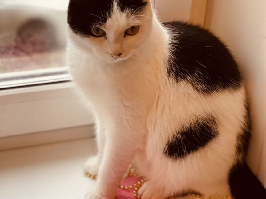 Кошки в добрые руки бесплатно