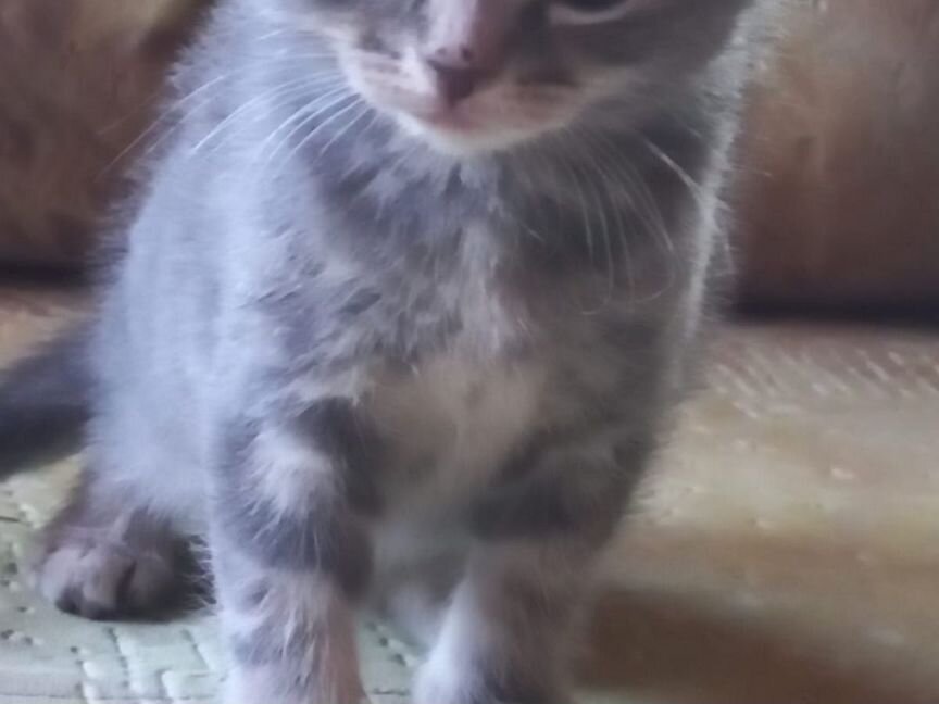 Котята шотландские