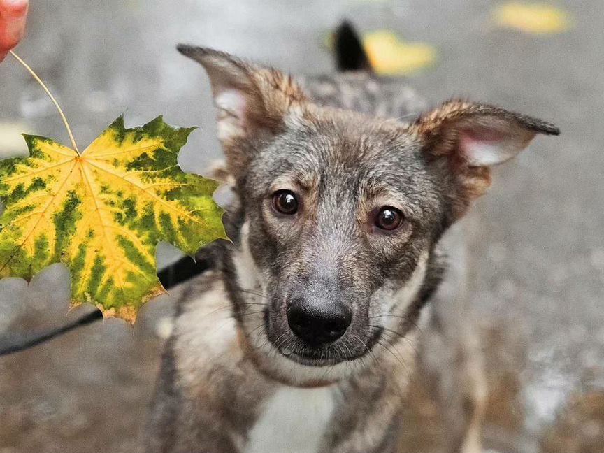 Собаки бесплатно в добрые руки