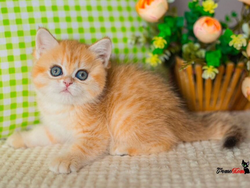 Британская шиншилла милашка