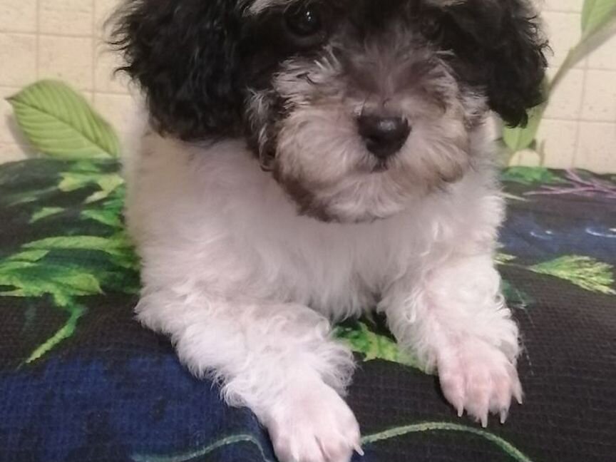 Щенки той пуделя