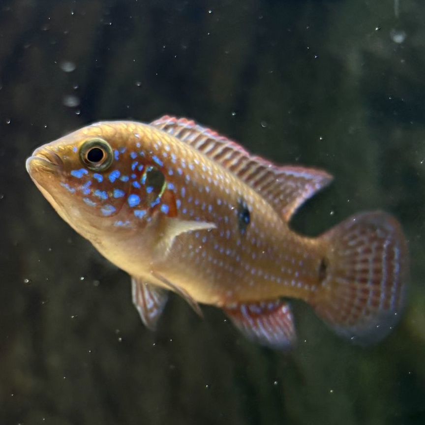 Хромис красавец