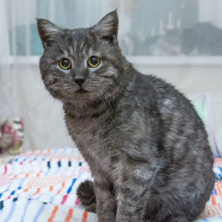 Котик Тимур