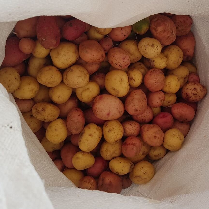Продам мелкий картофель