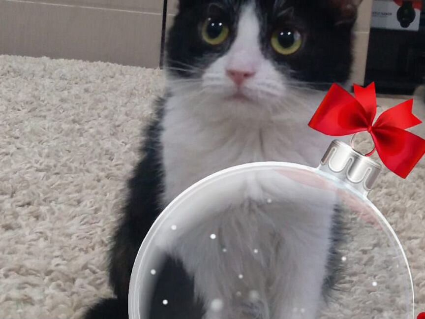 Кошечка Сонечка в добрые руки