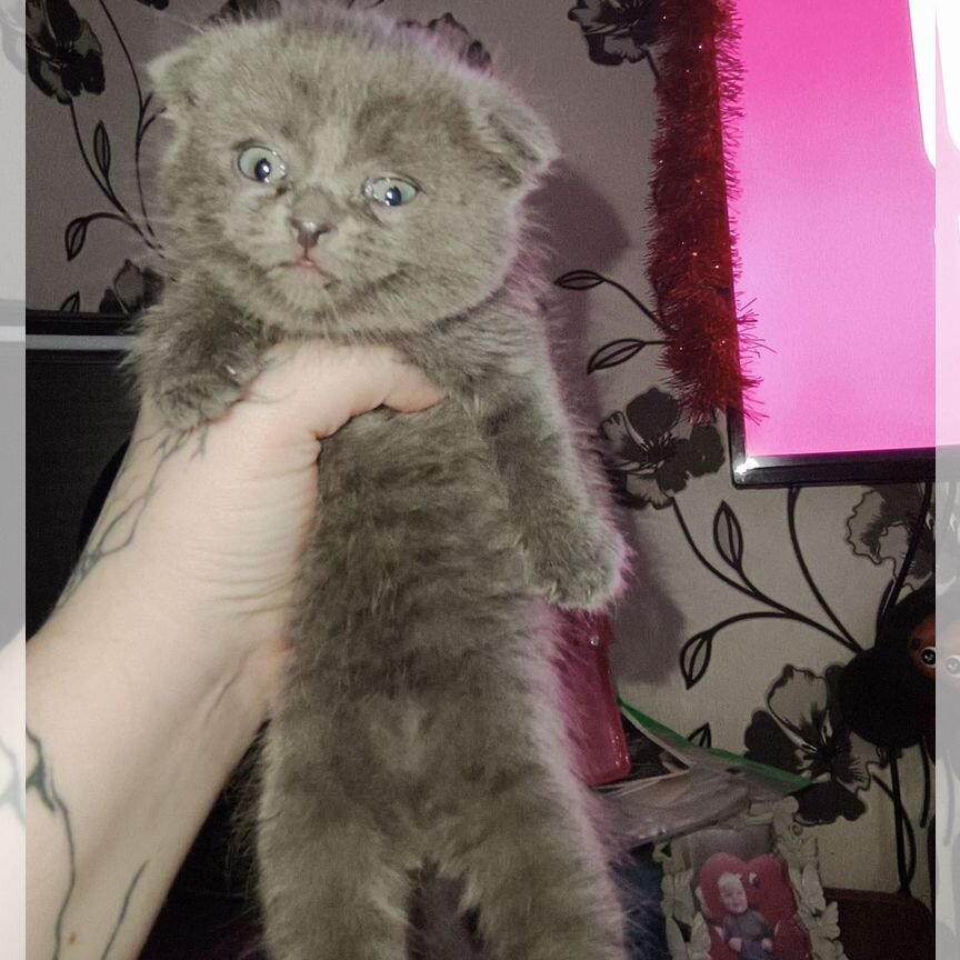 Шотландский вислоухий длинношёрстный котёнок