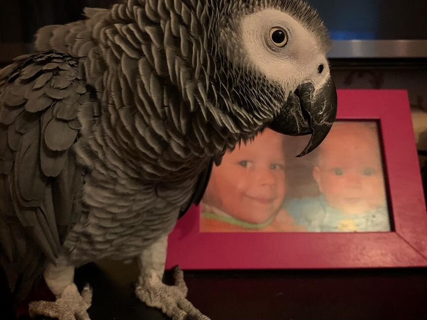 Попугай Жако с вольером