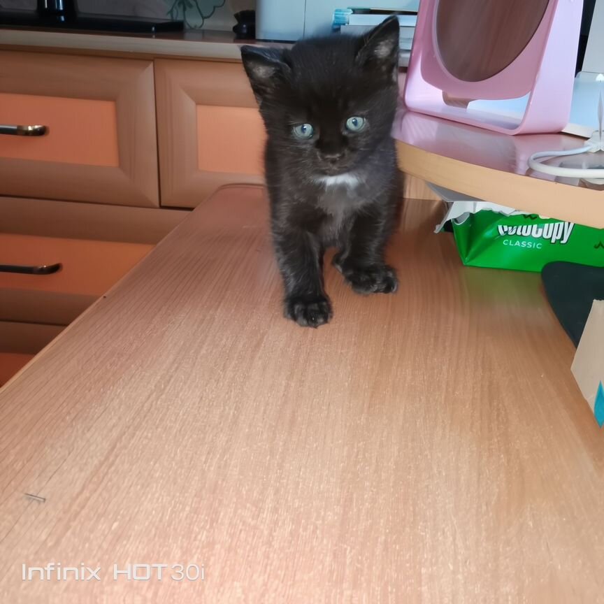 Котёнок в добрые руки