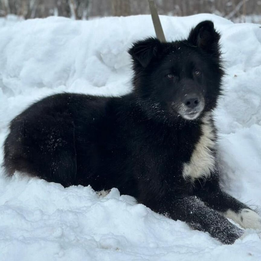 Отличный пес в добрые руки