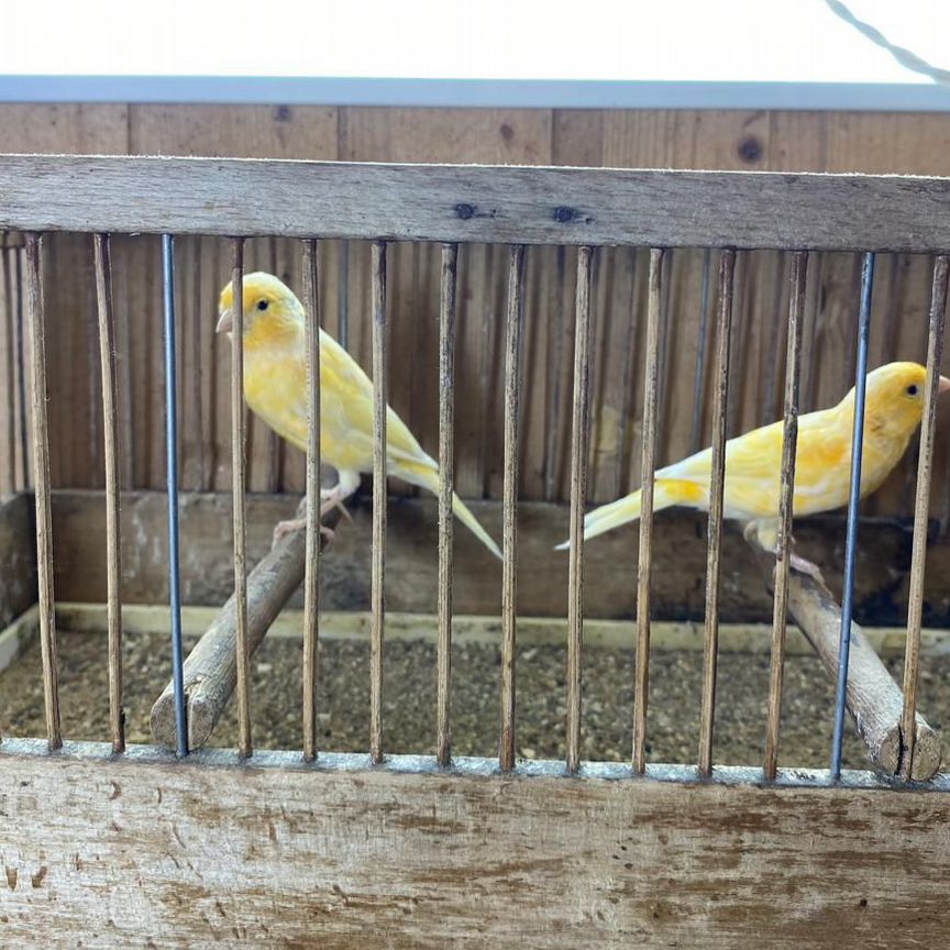 Желтые канарейки