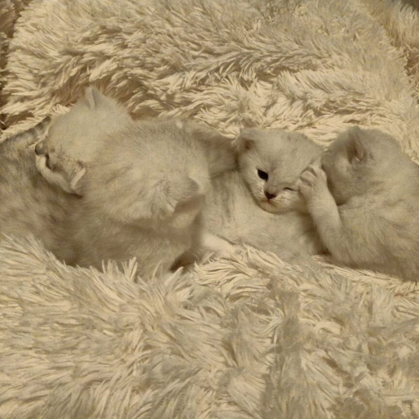 Шотландские котятки