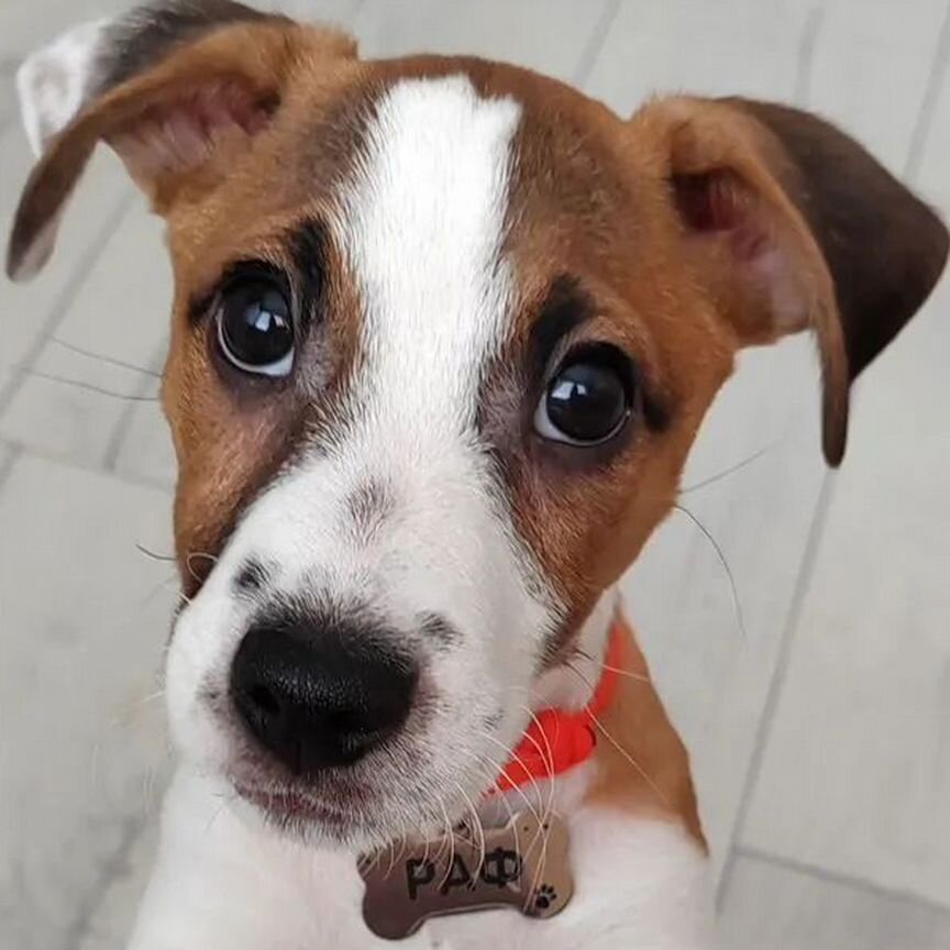 Джек-рассел-терьер, щенок