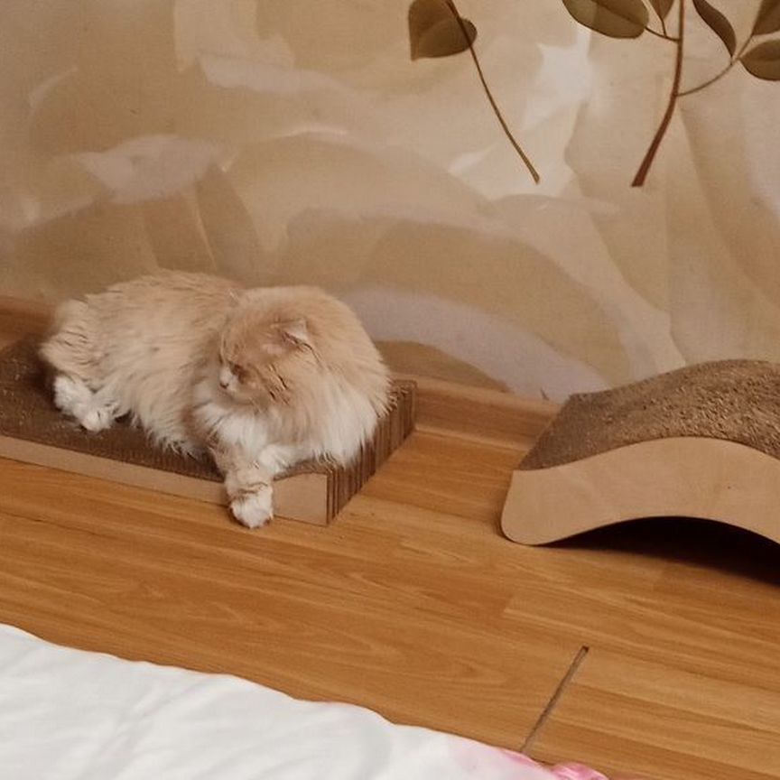 Шотландский кот вязка