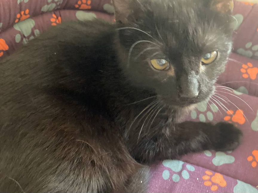 Котенок Ника в добрые руки