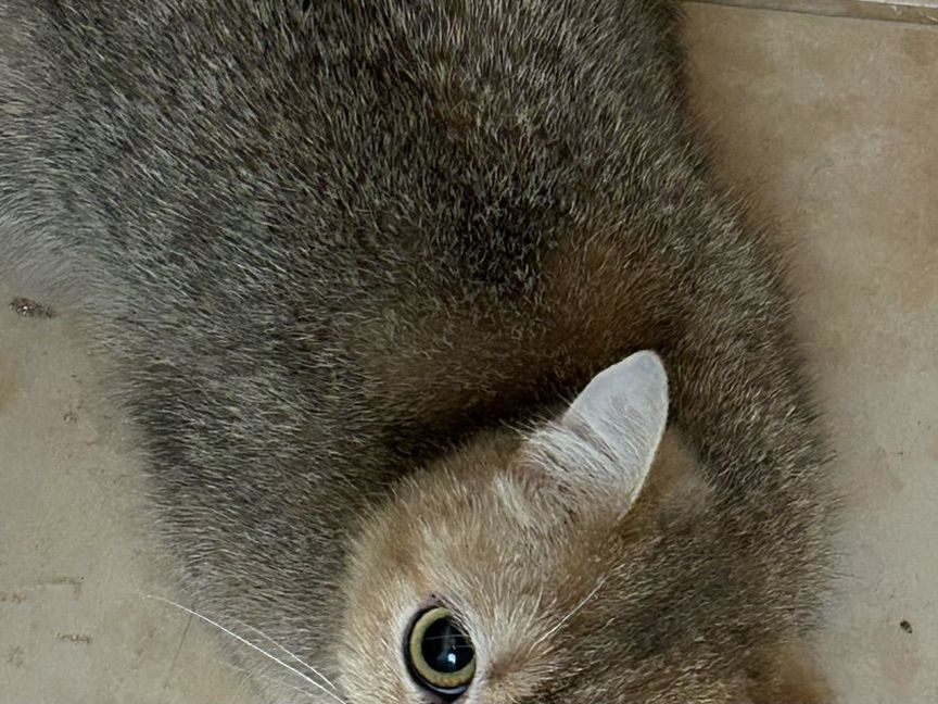 Кошка британка