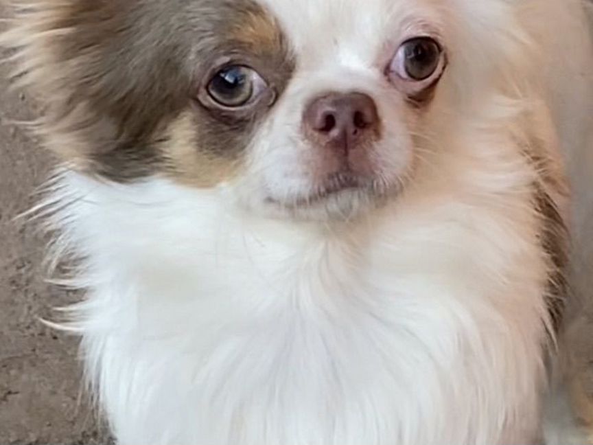 Чихуахуа мальчик 1 годик