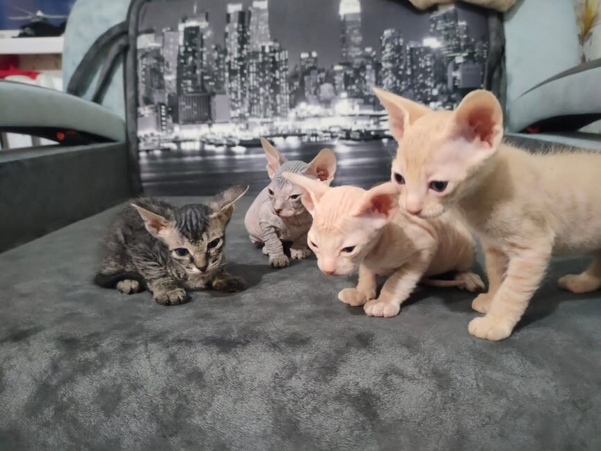 Котята Донского сфинкса