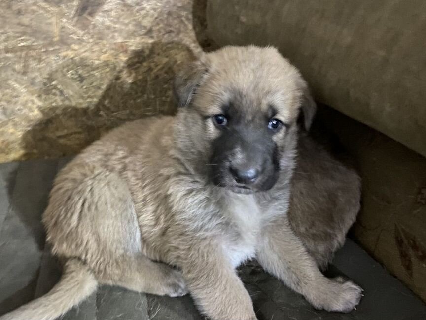 Щенки немецкой овчарки бесплатно