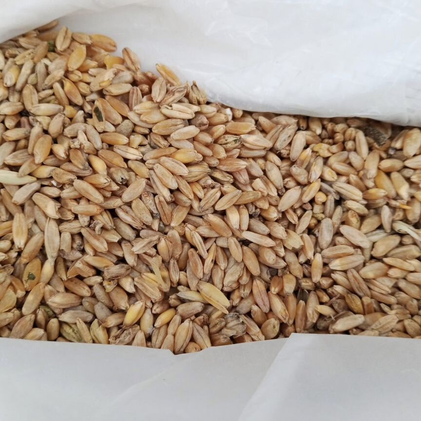 Зерно пшеница корм 5кг