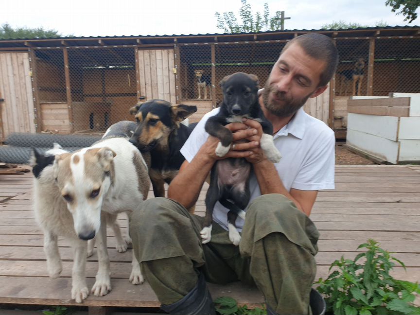 Щенки бесплатно отдам в добрые руки