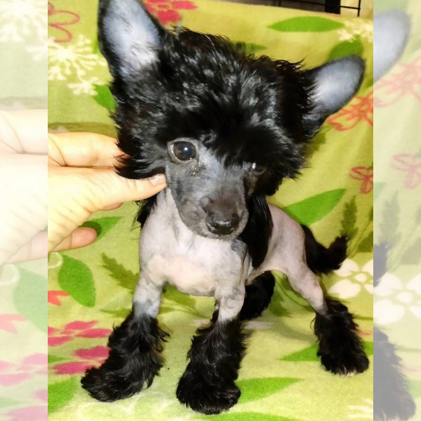 Китайские хохлатые собачки