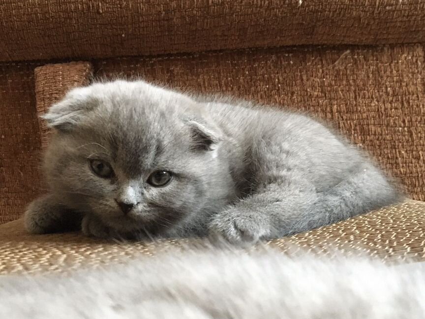Вислоухие шотландские котята скотиш фолд страйт