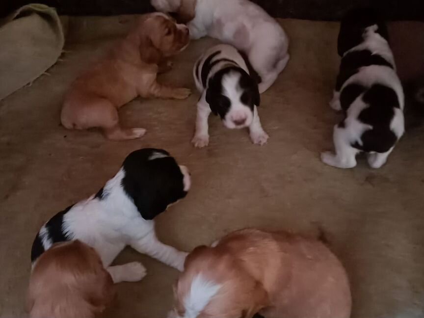 Русский охотничий спаниель щенки