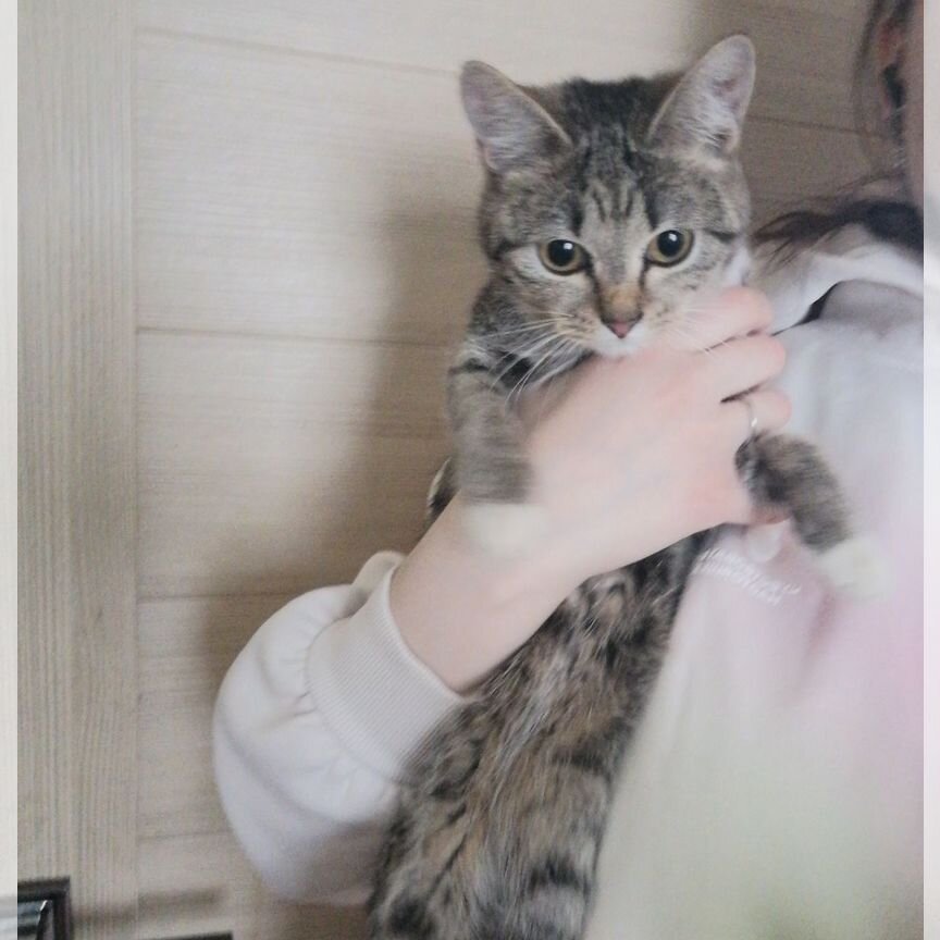 Взрослый кот в добрые руки