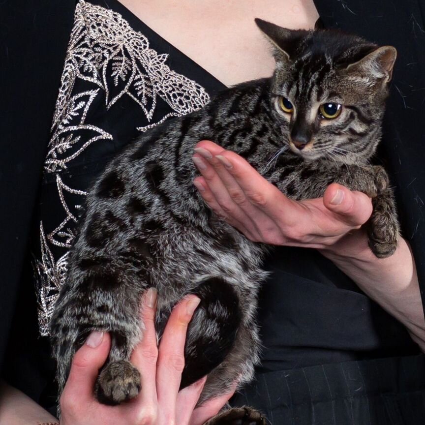 Бенгальская, взрослая кошка