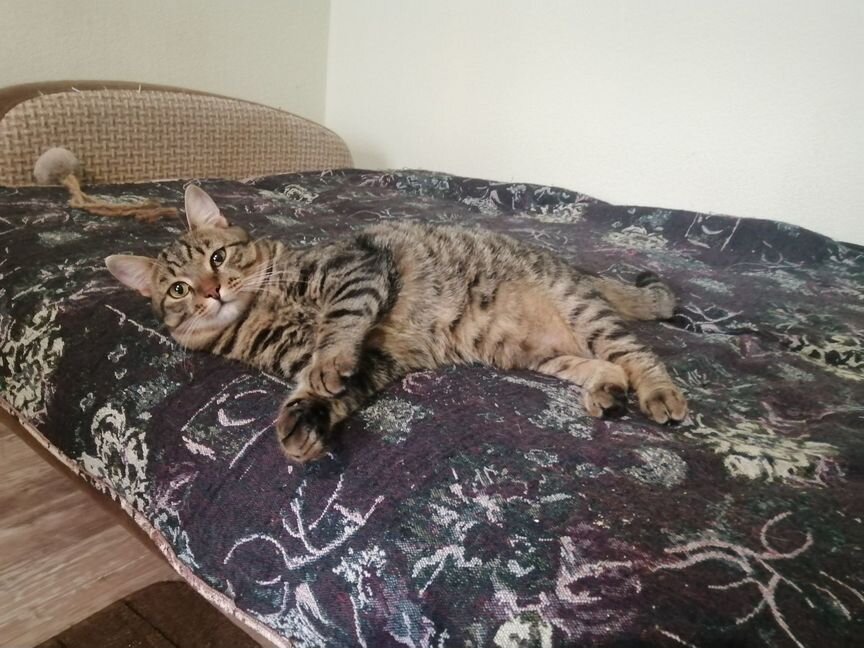 Спасём котика с болота