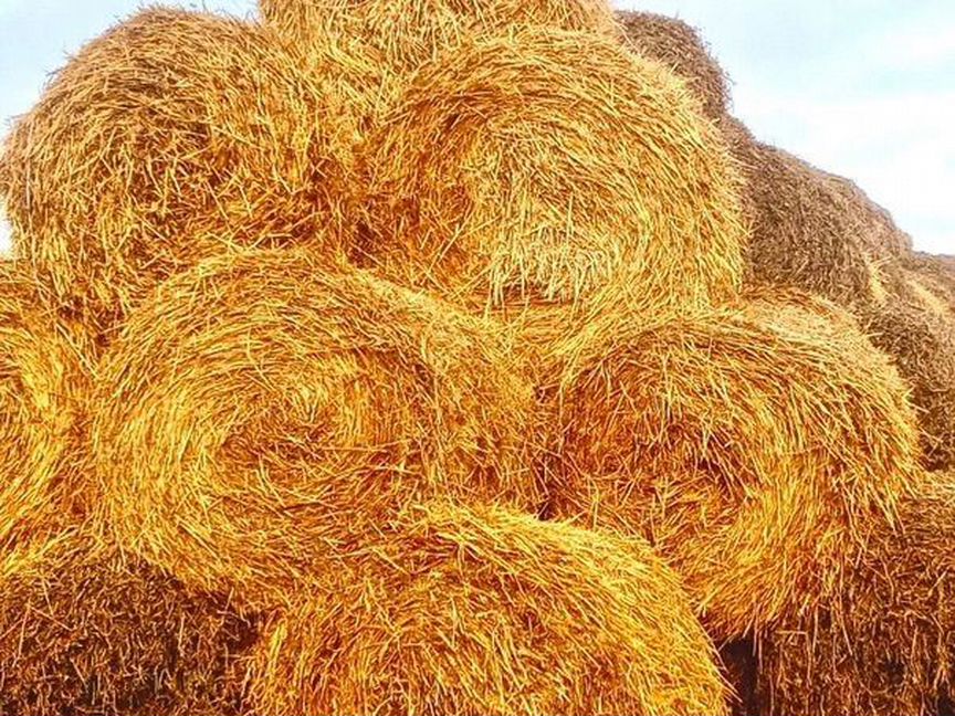 Гороховая солома