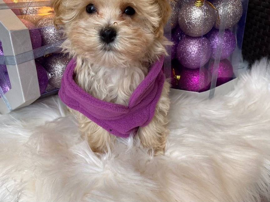 Мальтипу f1 мальчик