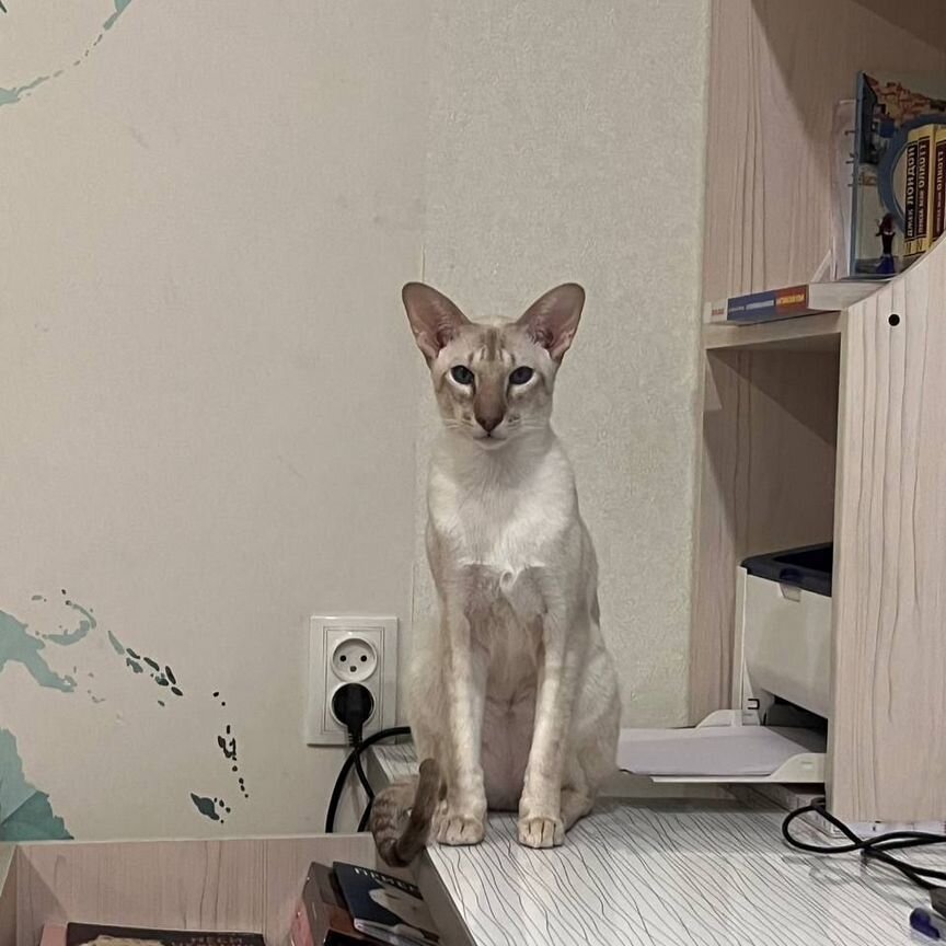 Кот порода ориентал