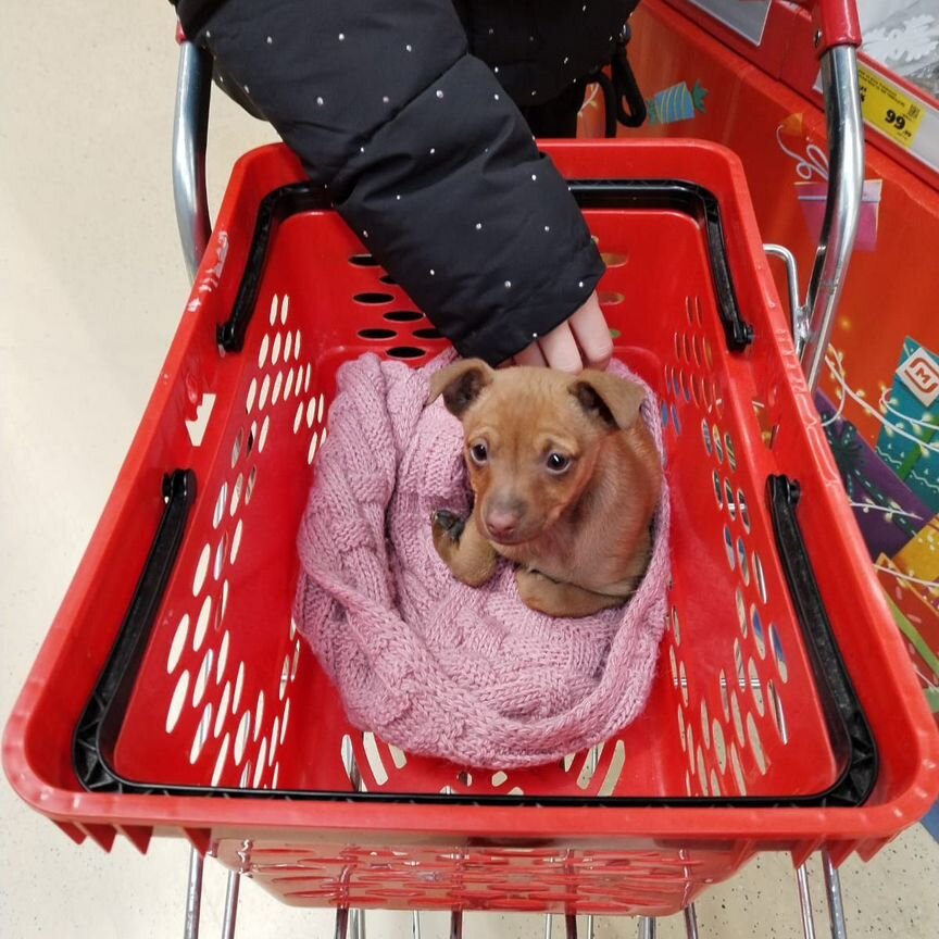 Маленькая собачка в добрые руки