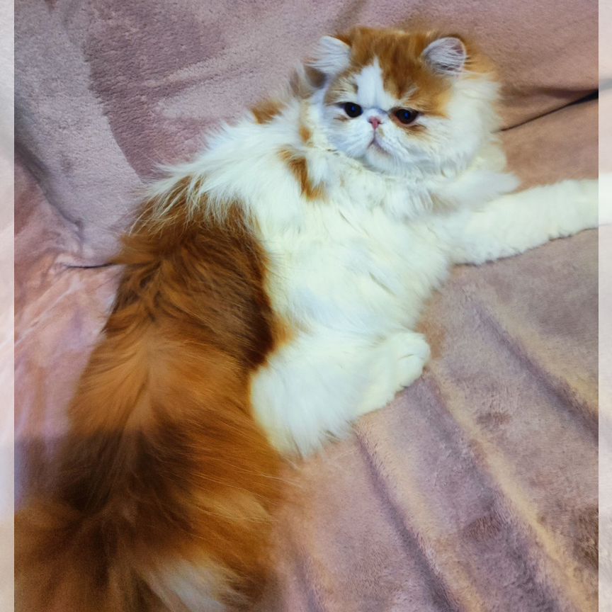 Котик персидский 6 мес