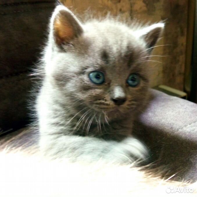 Котенок шотландской породы девочка