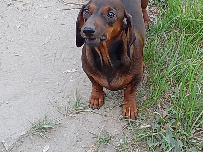 Кроличья такса