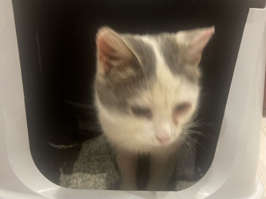 Кошки в добрые руки бесплатно