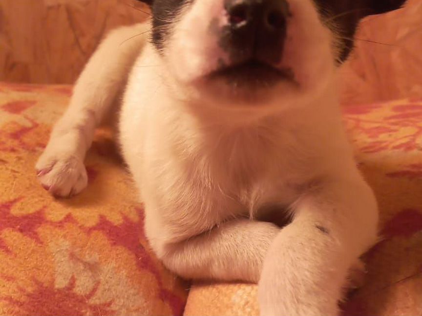 Щенок в добрые руки