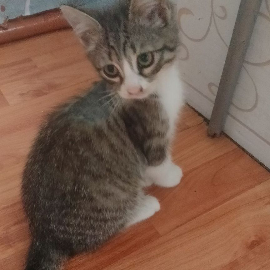 Котенок