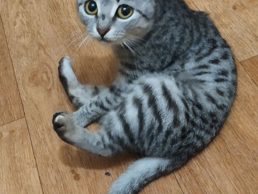 Серебристый табби