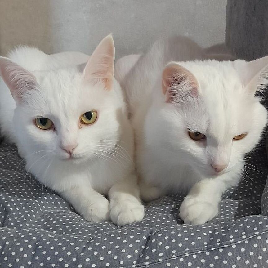 Взрослая кошка в добрые руки